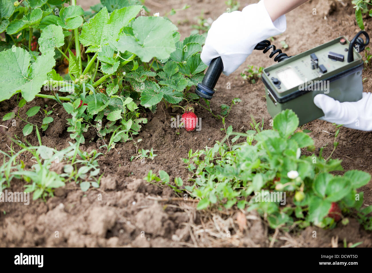 measuring radiation levels of strawberries Stock Photo - Alamy