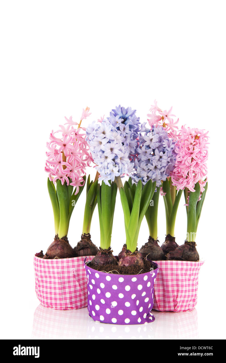 Pink flowers blue Cut Out Stock Images & Pictures - Alamy