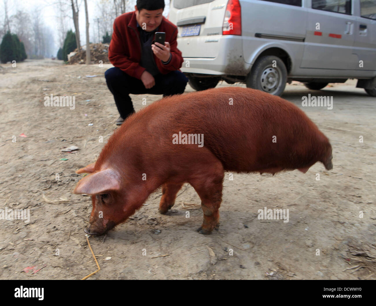 Pig Walking On Hind Legs