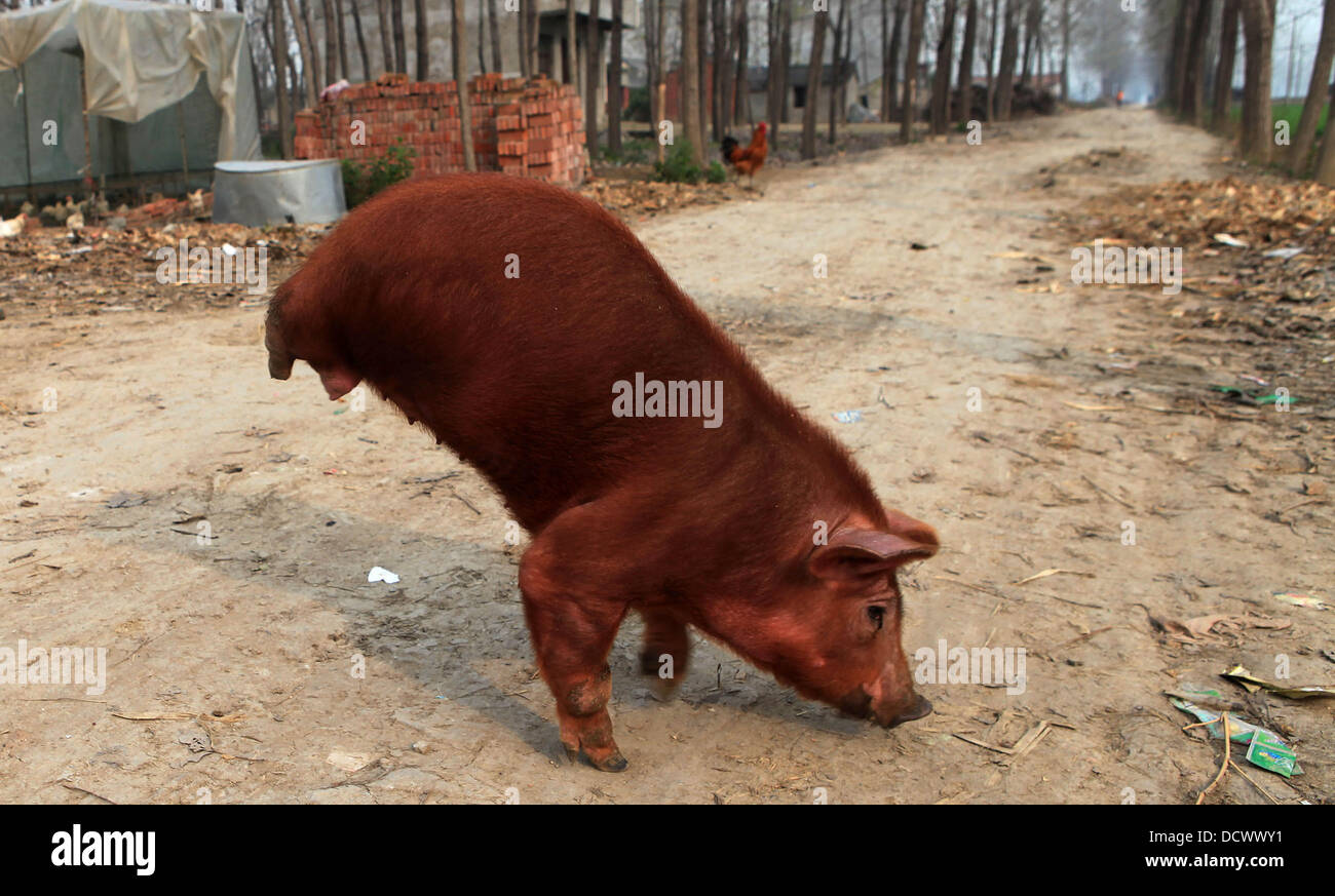 Pig Walking On Hind Legs