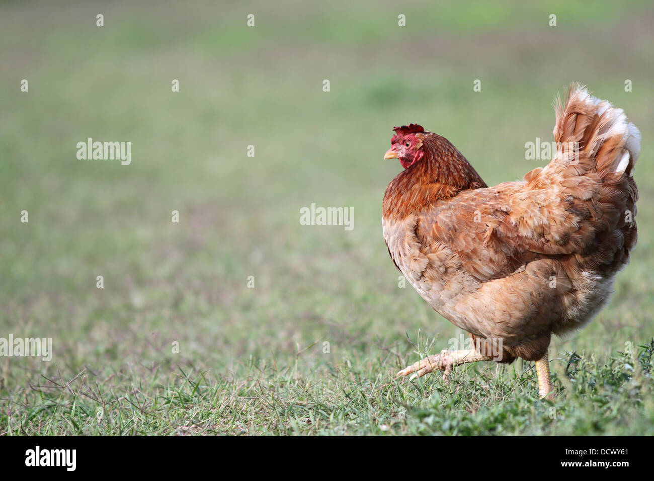 colorful hen walking in the farmyard - side view Stock Photo - Alamy