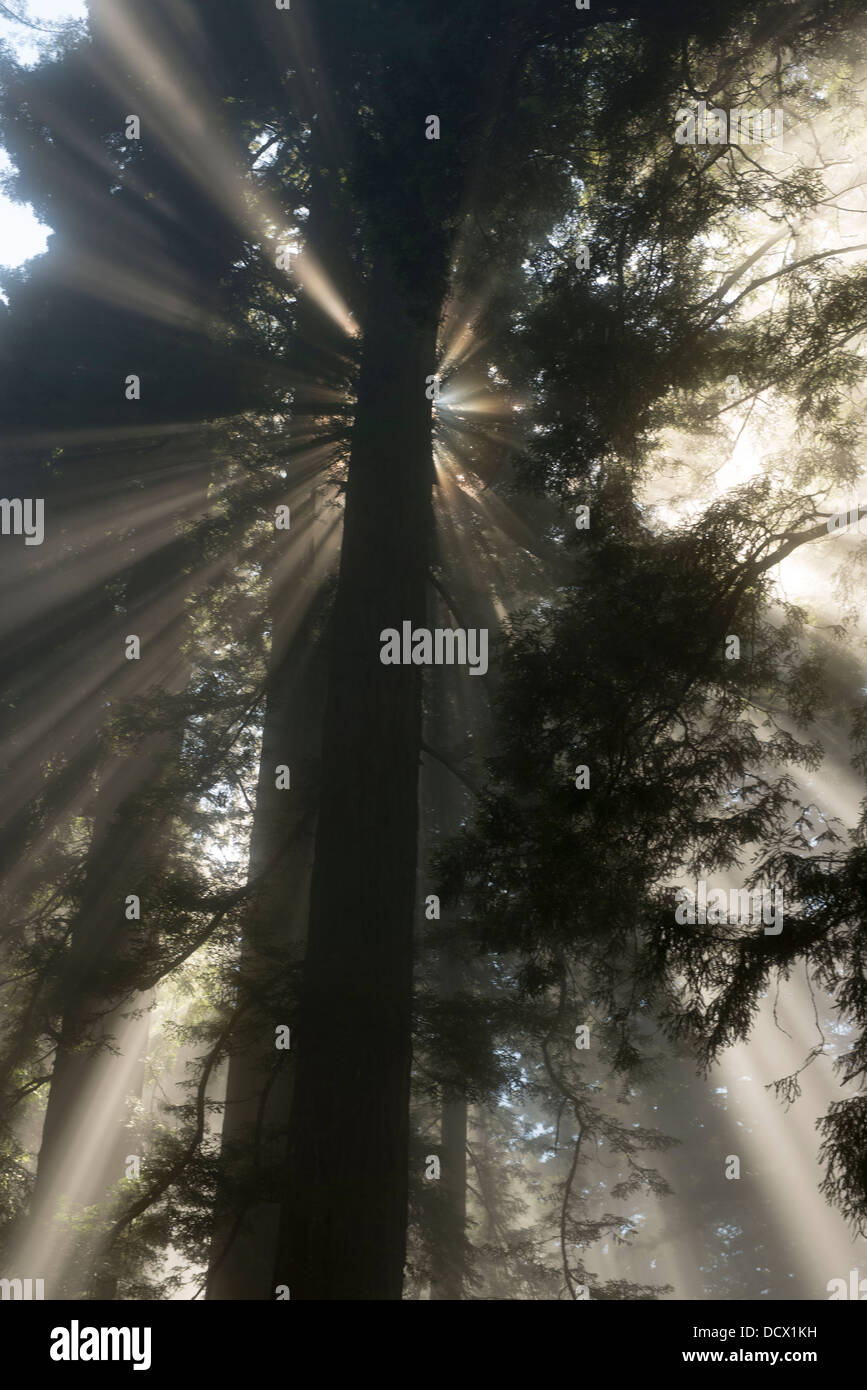 Sun filtering through branches hi-res stock photography and images - Alamy