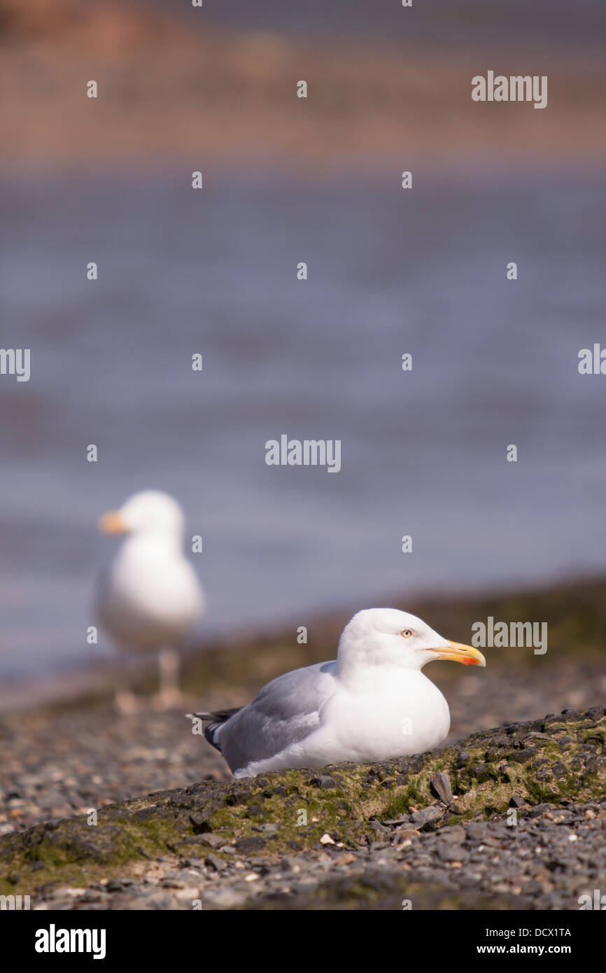 Gulls herring hi-res stock photography and images - Alamy