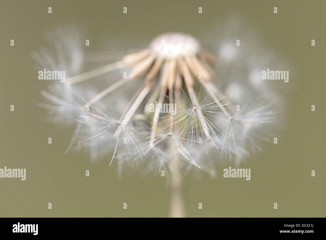 Interesting seedhead hi-res stock photography and images - Alamy