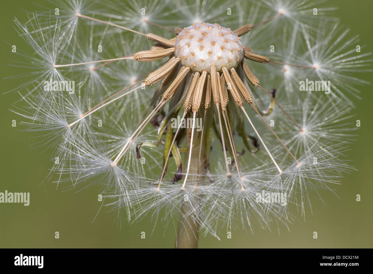 Seedhead detail hi-res stock photography and images - Alamy