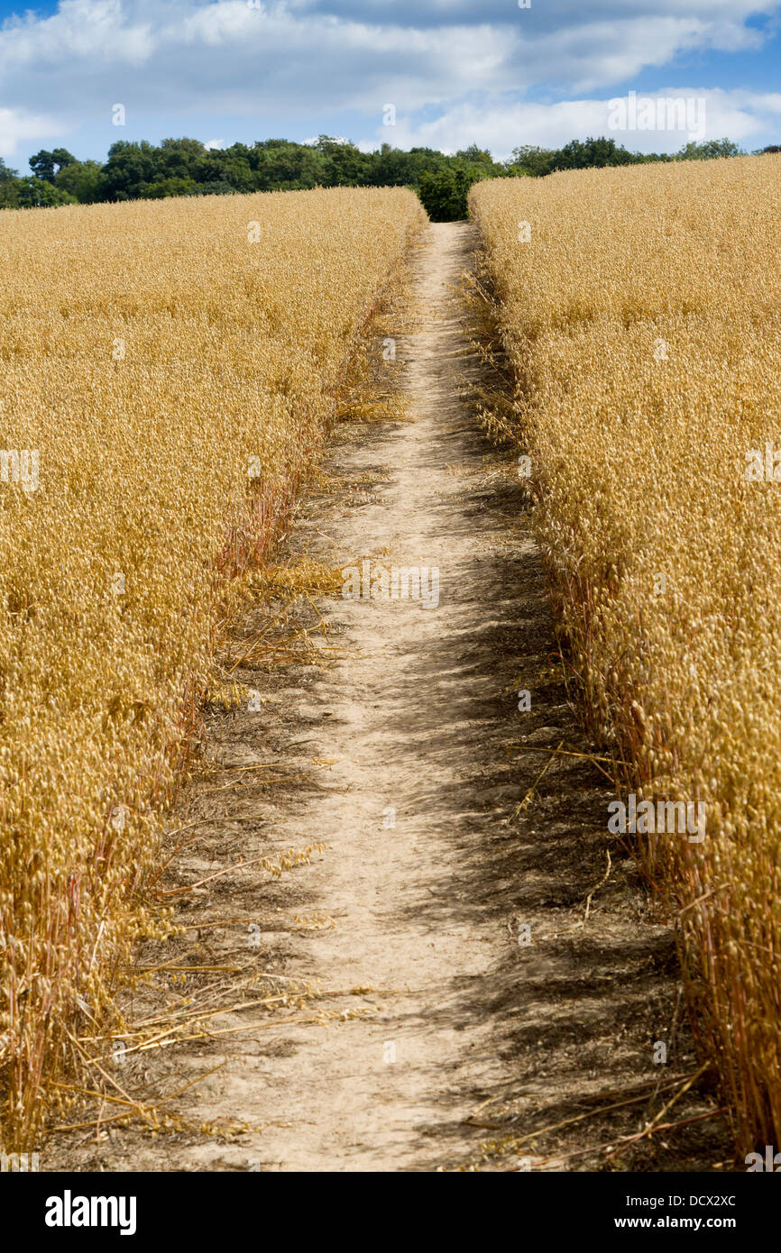 Footpath through field of growing oats Stock Photo - Alamy