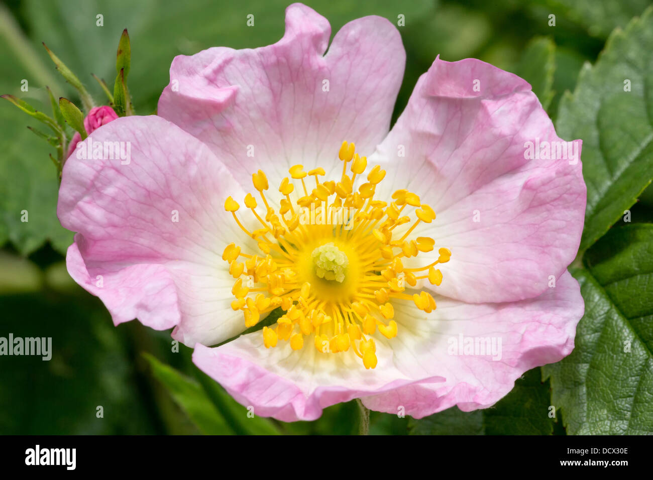 Britain wild dog rose hedgerow hi-res stock photography and images - Alamy