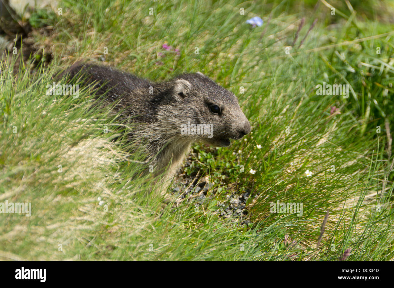 Marmote hi-res stock photography and images - Alamy