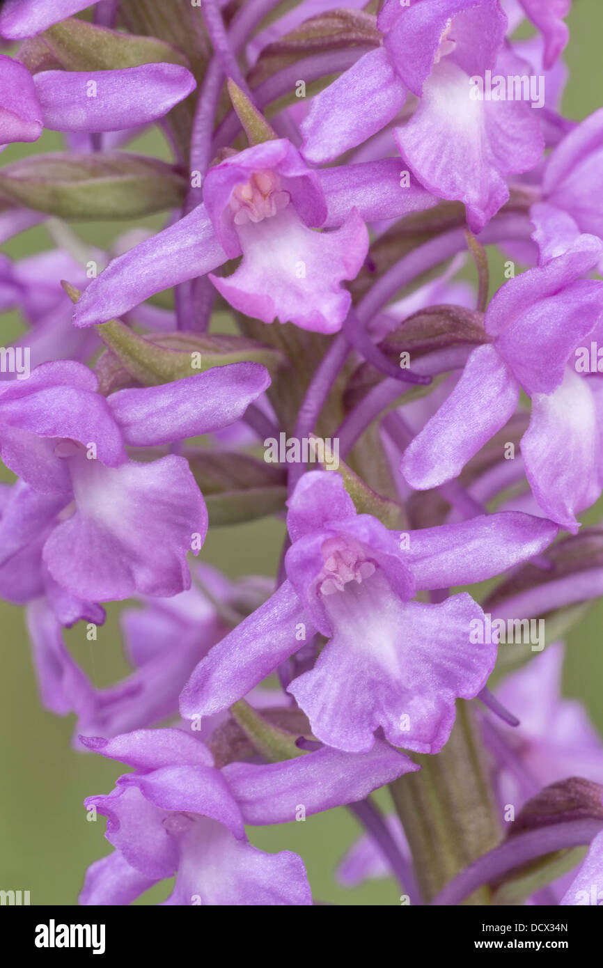 Fragrant Orchid - flower head detail Stock Photo - Alamy
