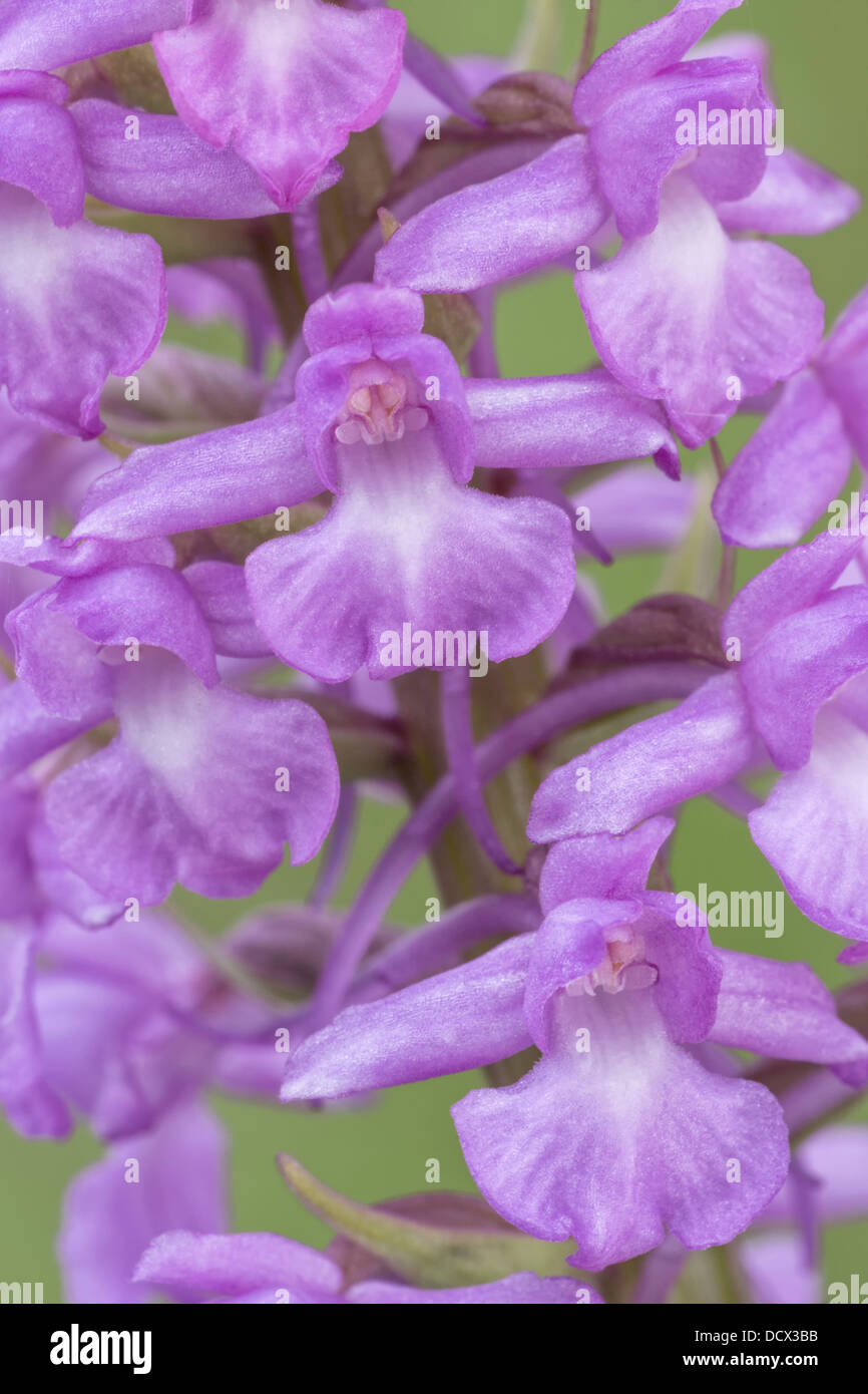 Fragrant Orchid - flower head detail Stock Photo - Alamy