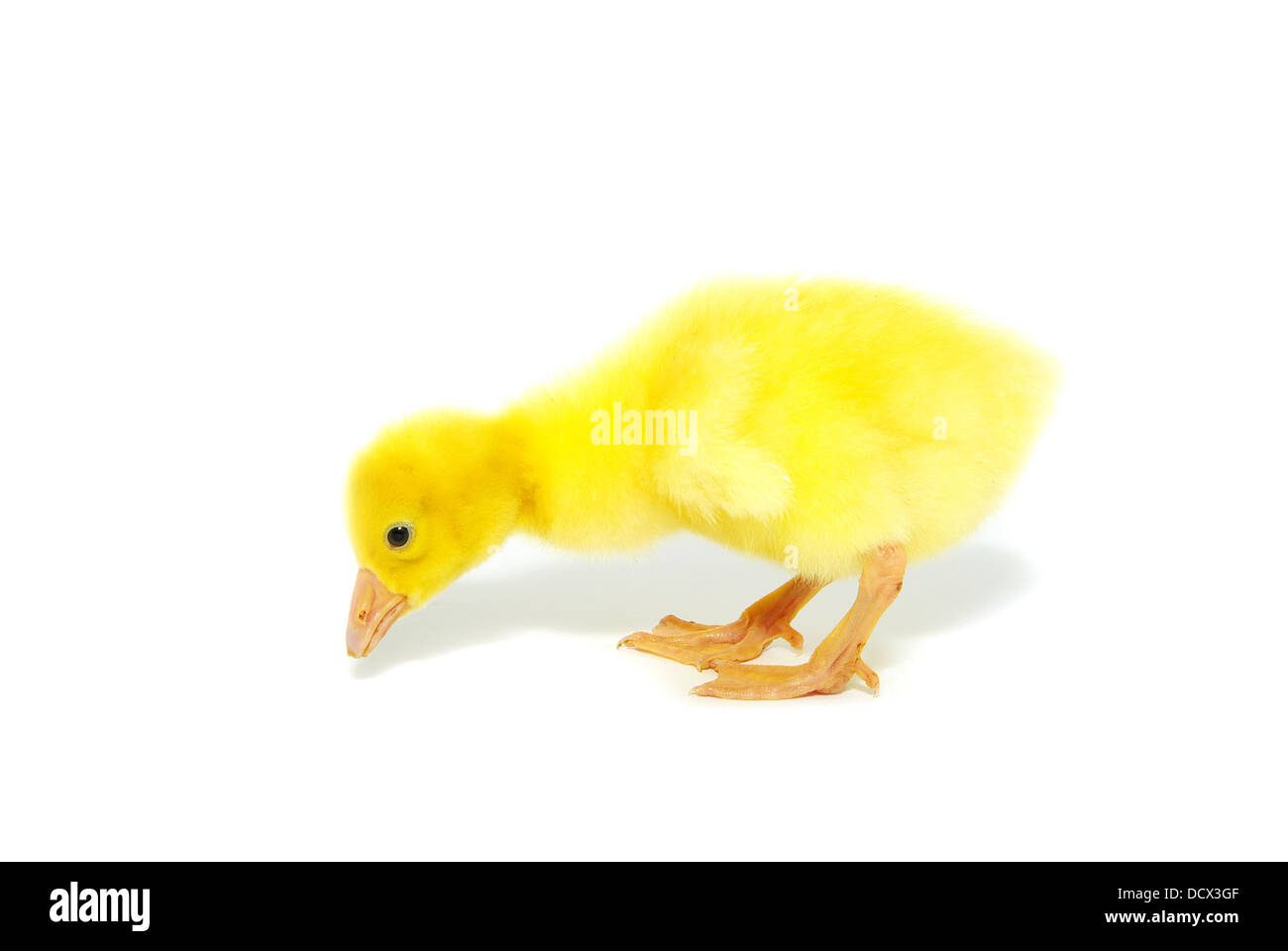 Carried for it Cut Out Stock Images & Pictures - Alamy