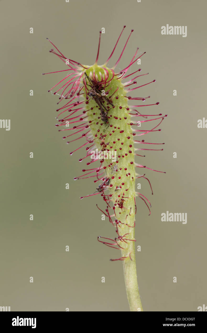 Long leaved Sundew - leaf tendril detail Stock Photo - Alamy