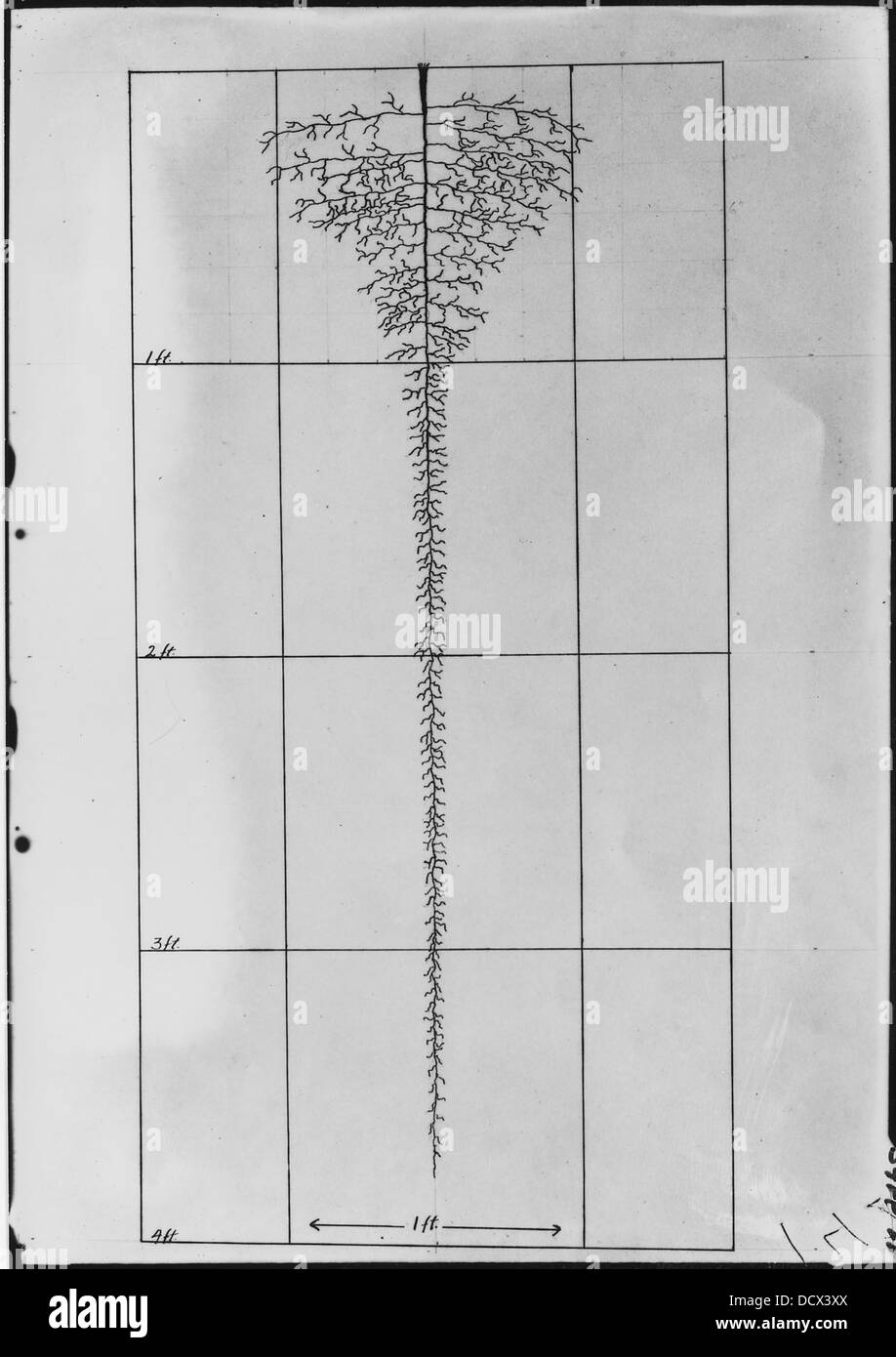The image shows the root of a flax plant, commonly used for producing ...