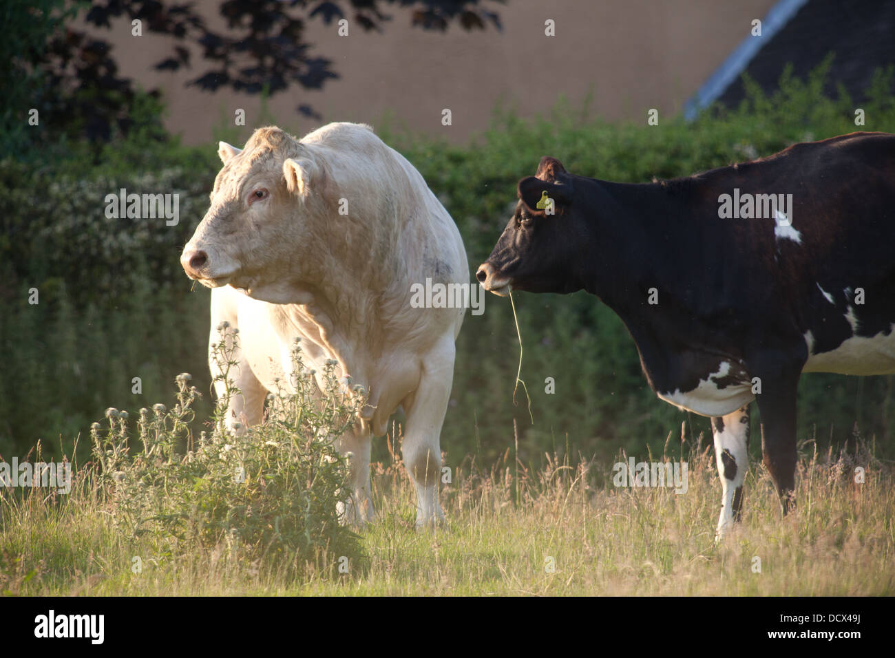 bull field derbyshire countryside agriculture nature farm farming food ...
