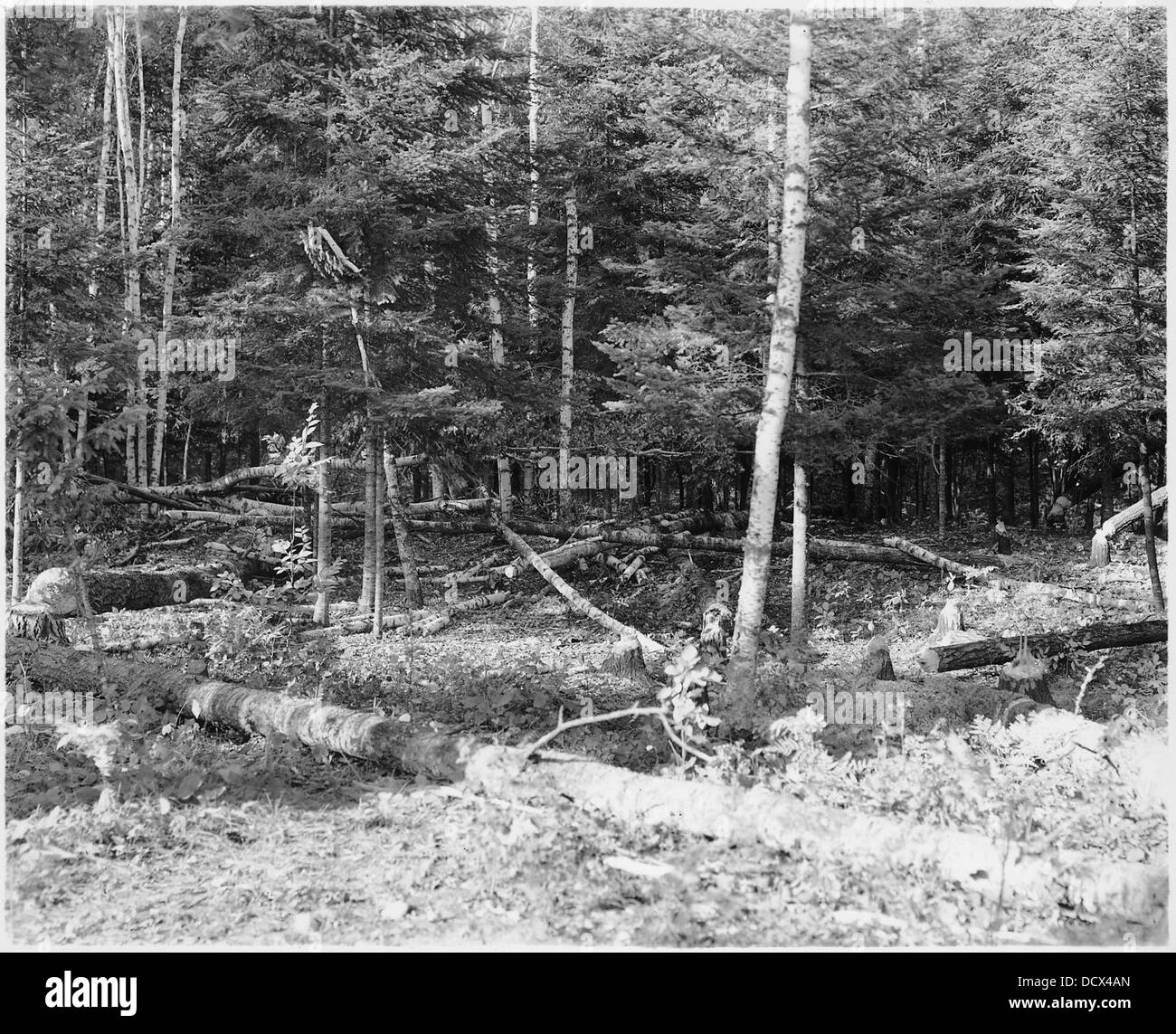 Trail cutting Black and White Stock Photos & Images - Alamy
