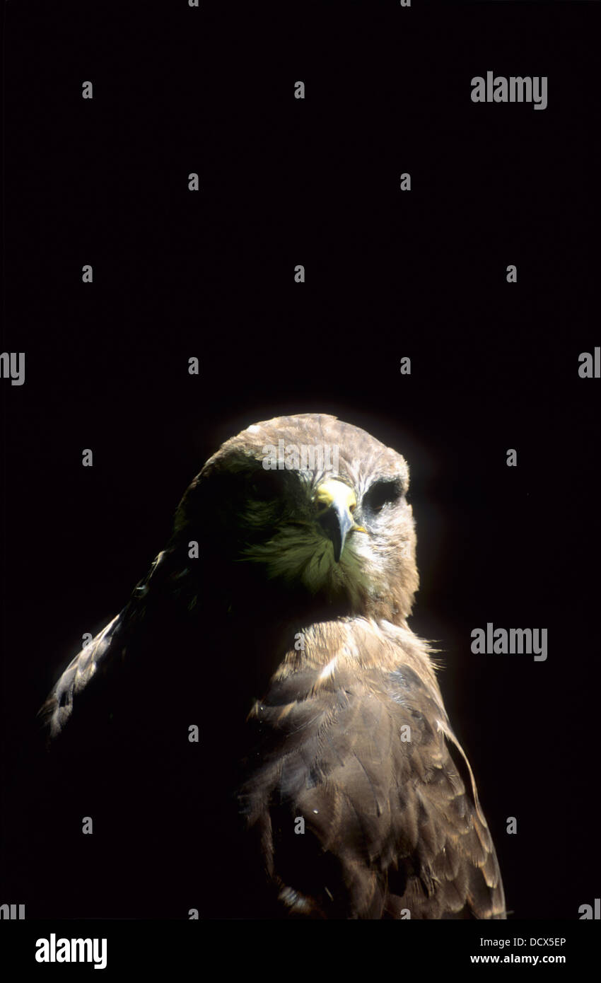Birds of prey - Red tailed buzzard Stock Photo - Alamy