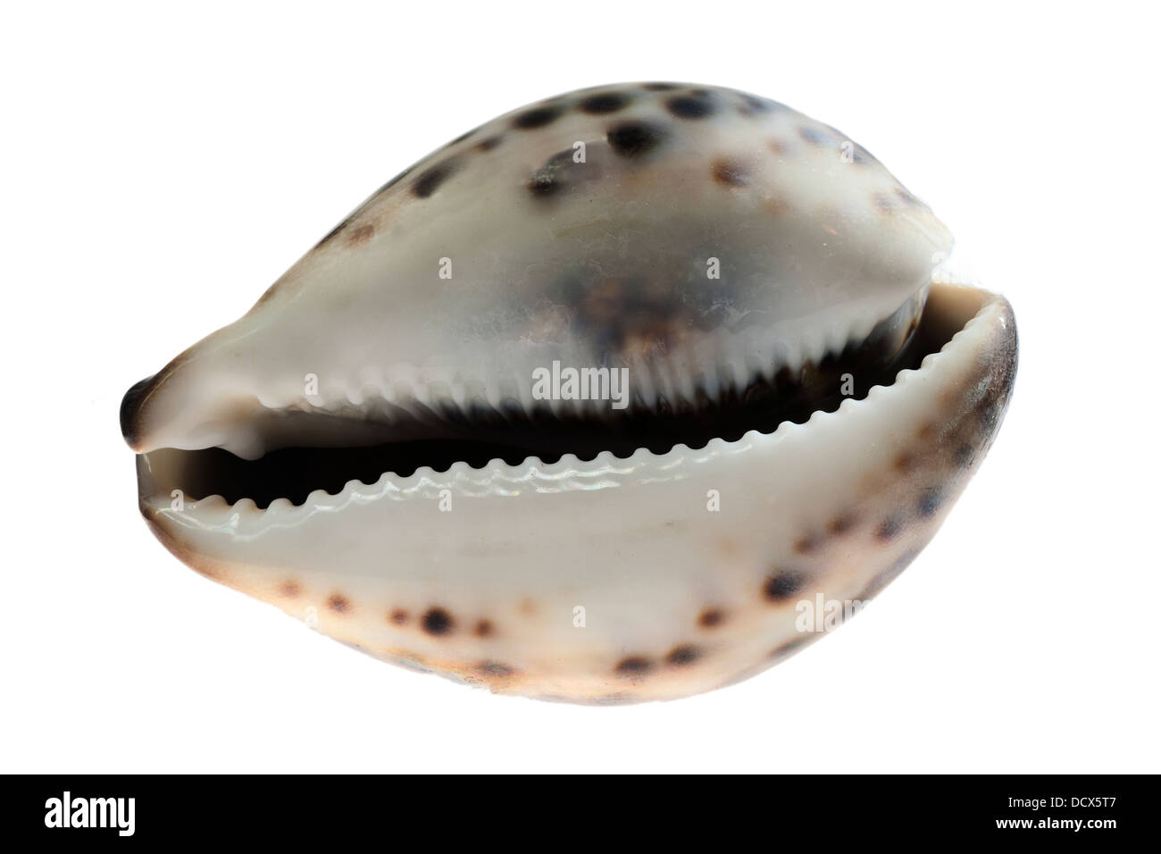 Seashell shell cowrie hi-res stock photography and images - Alamy