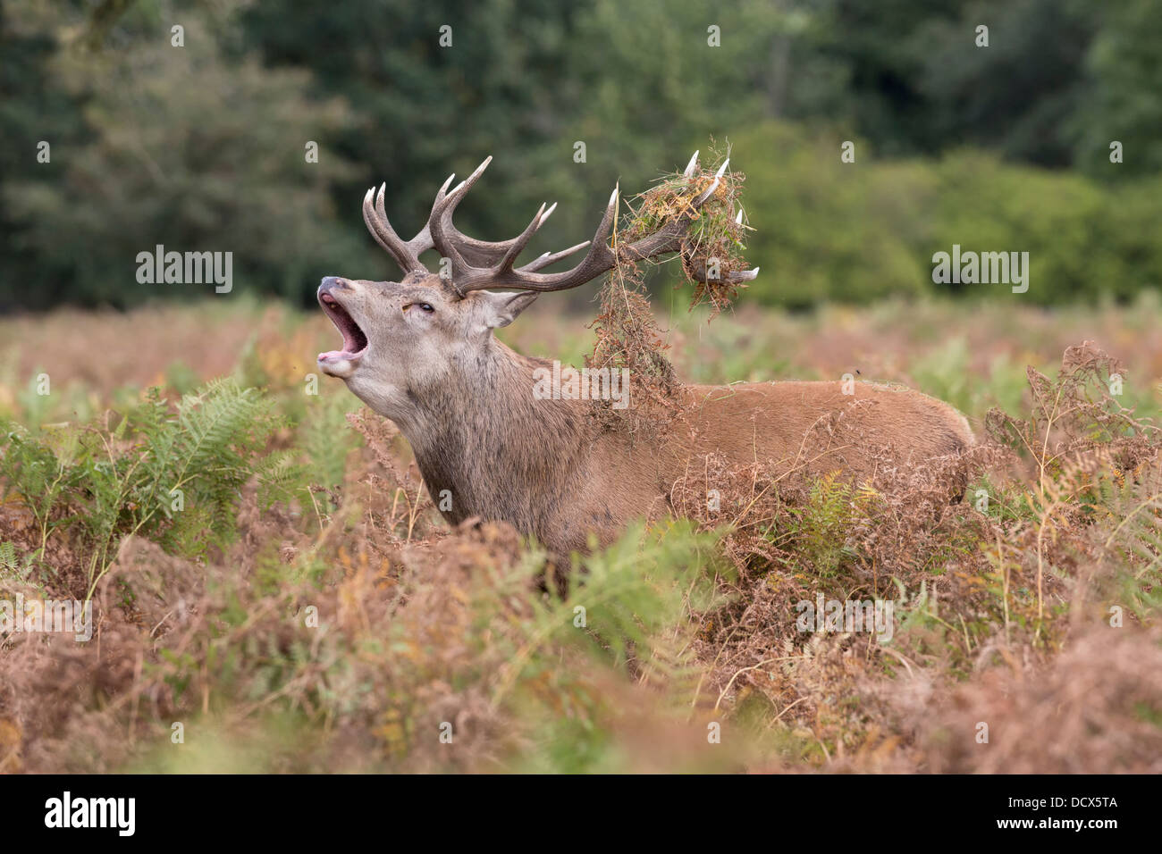 Red deer stag bugling hi-res stock photography and images - Alamy