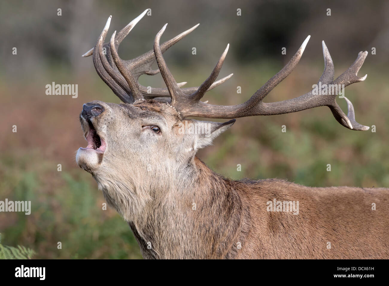 Red Deer Stag roaring during the annual rut Stock Photo - Alamy
