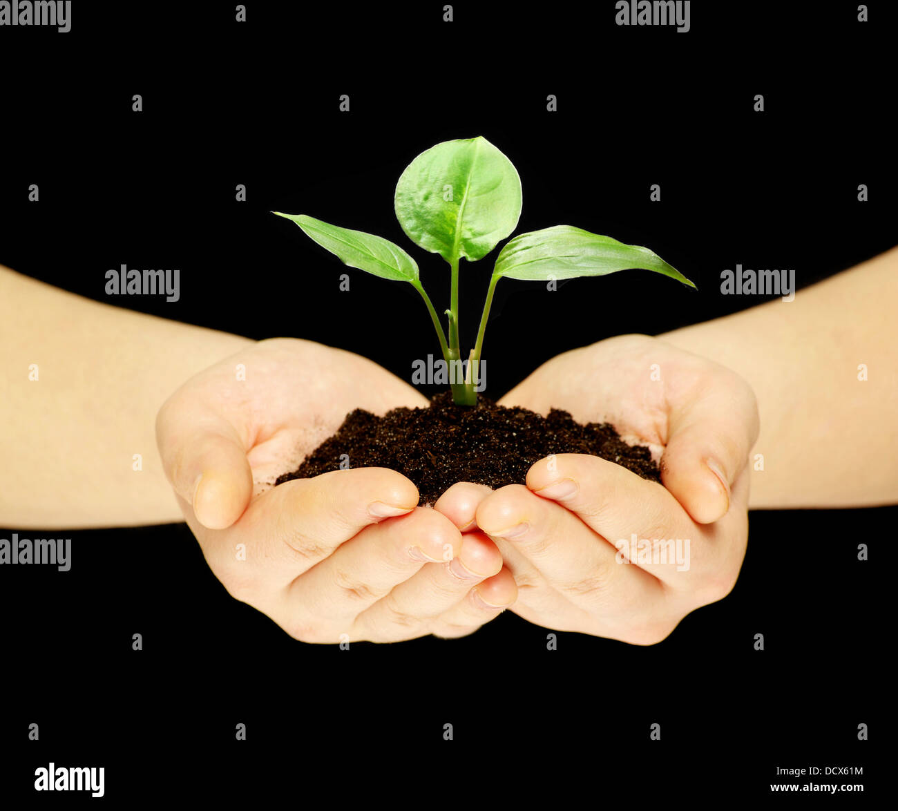 plant in hands Stock Photo - Alamy