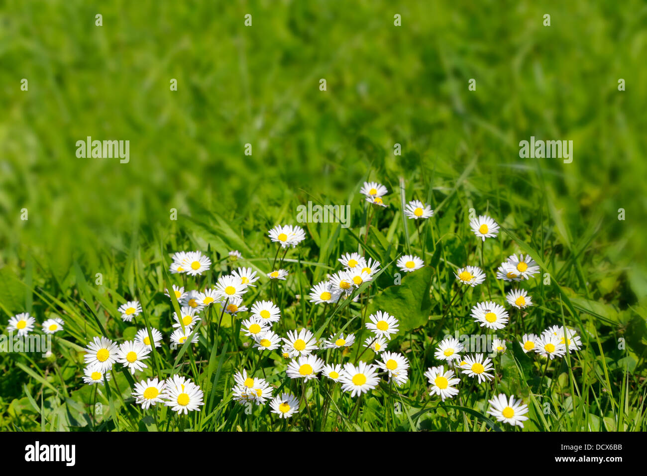 daisy flowers on grass field green background Stock Photo - Alamy