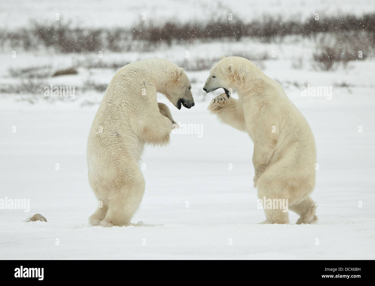 Aggressive polar bear hi-res stock photography and images - Alamy