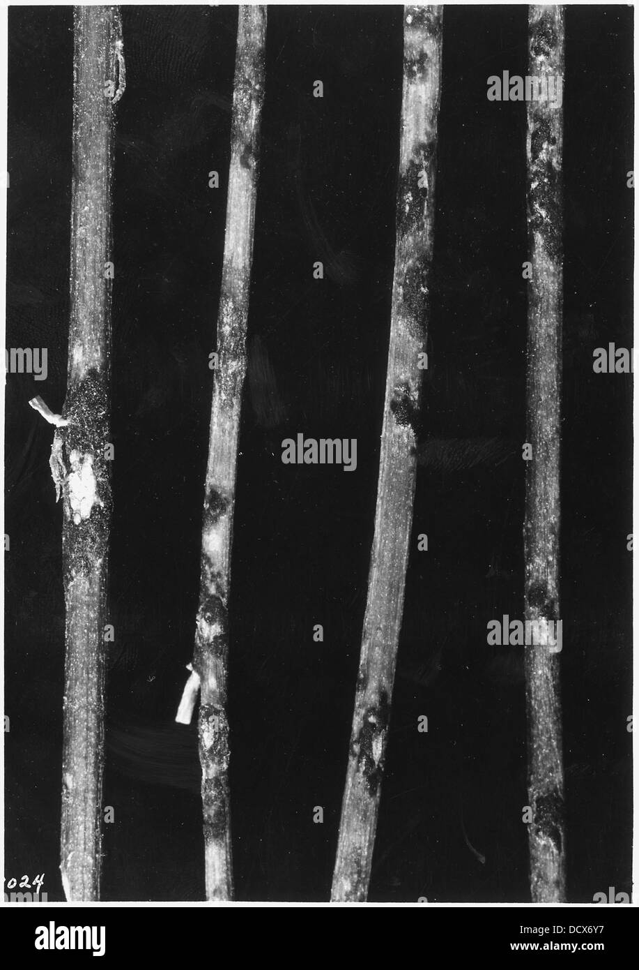 A close-up view of four flax stems, highlighting the plant's structure ...