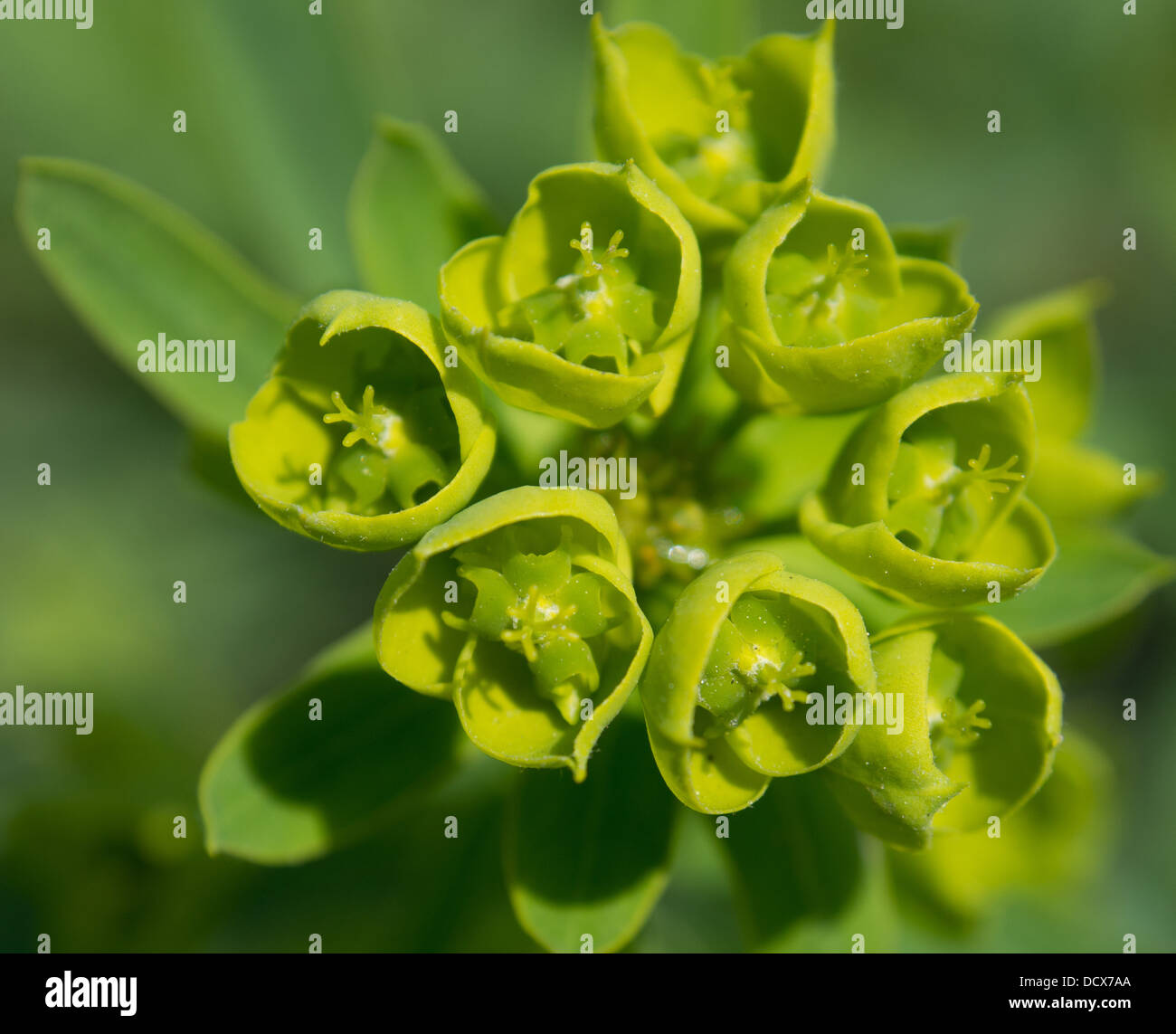 Irish spurge euphorbia hyberna hi-res stock photography and images - Alamy