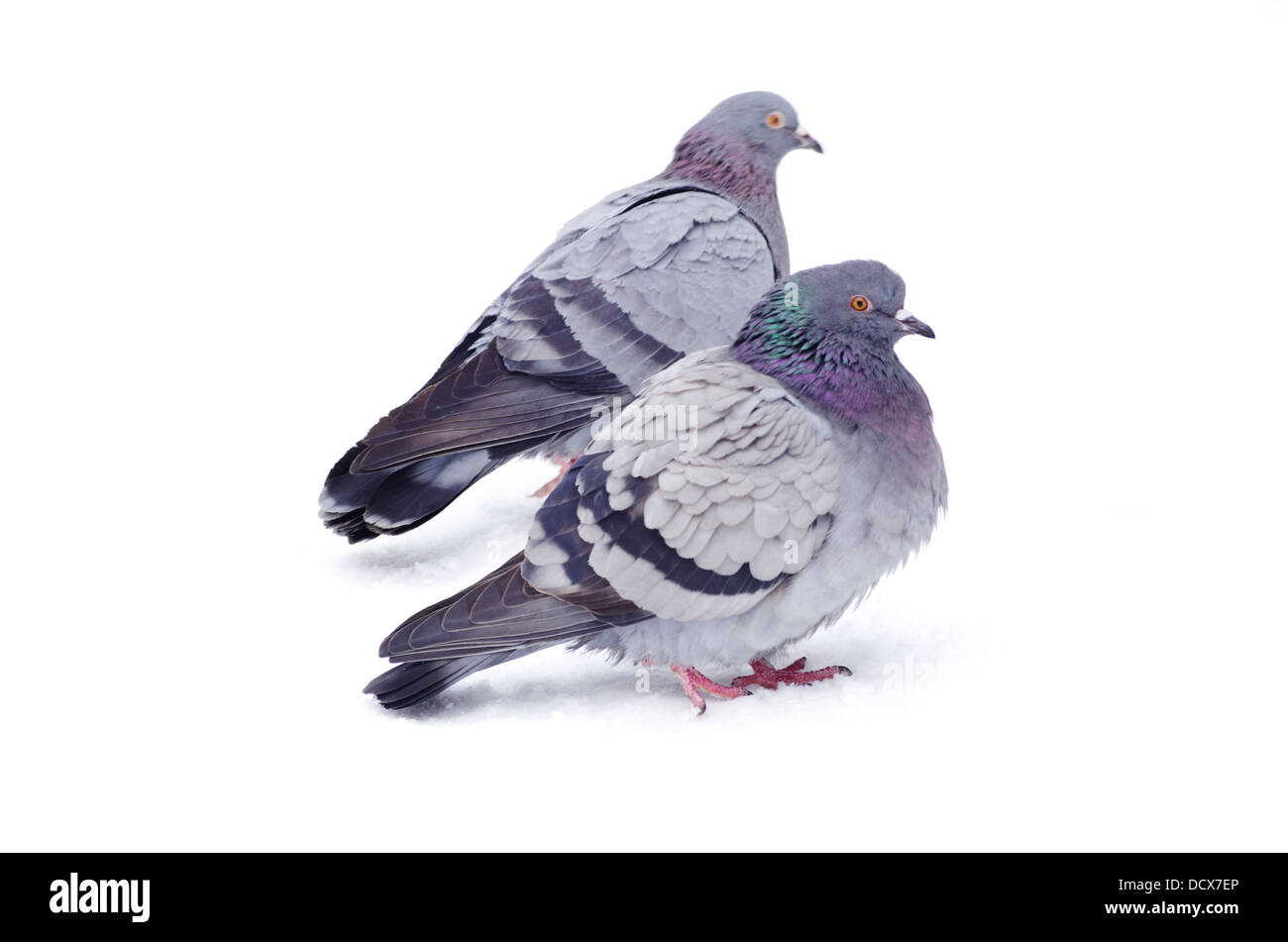White pigeon side view Cut Out Stock Images & Pictures - Alamy