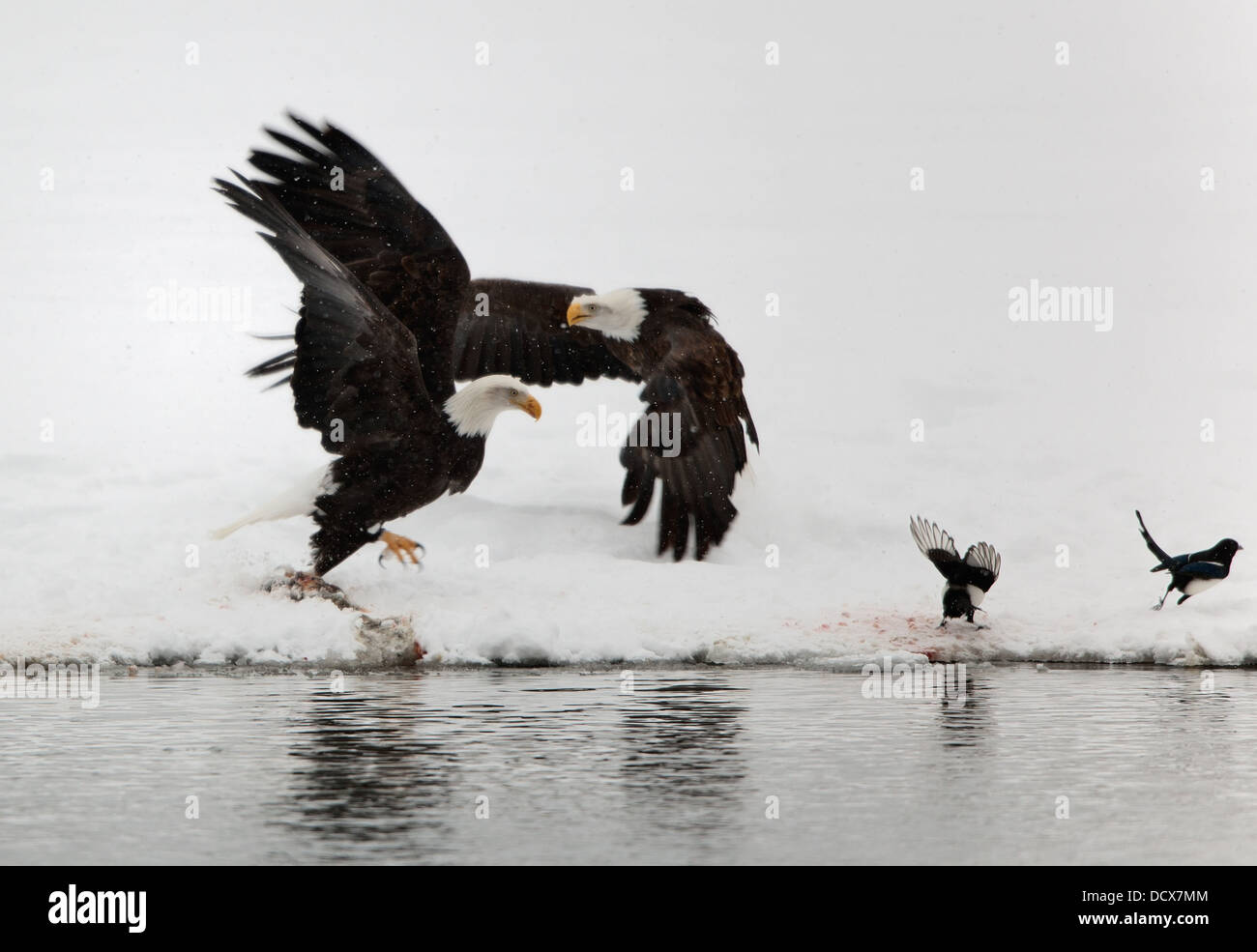 Two flying up Bald Eagles and two magpies Stock Photo - Alamy