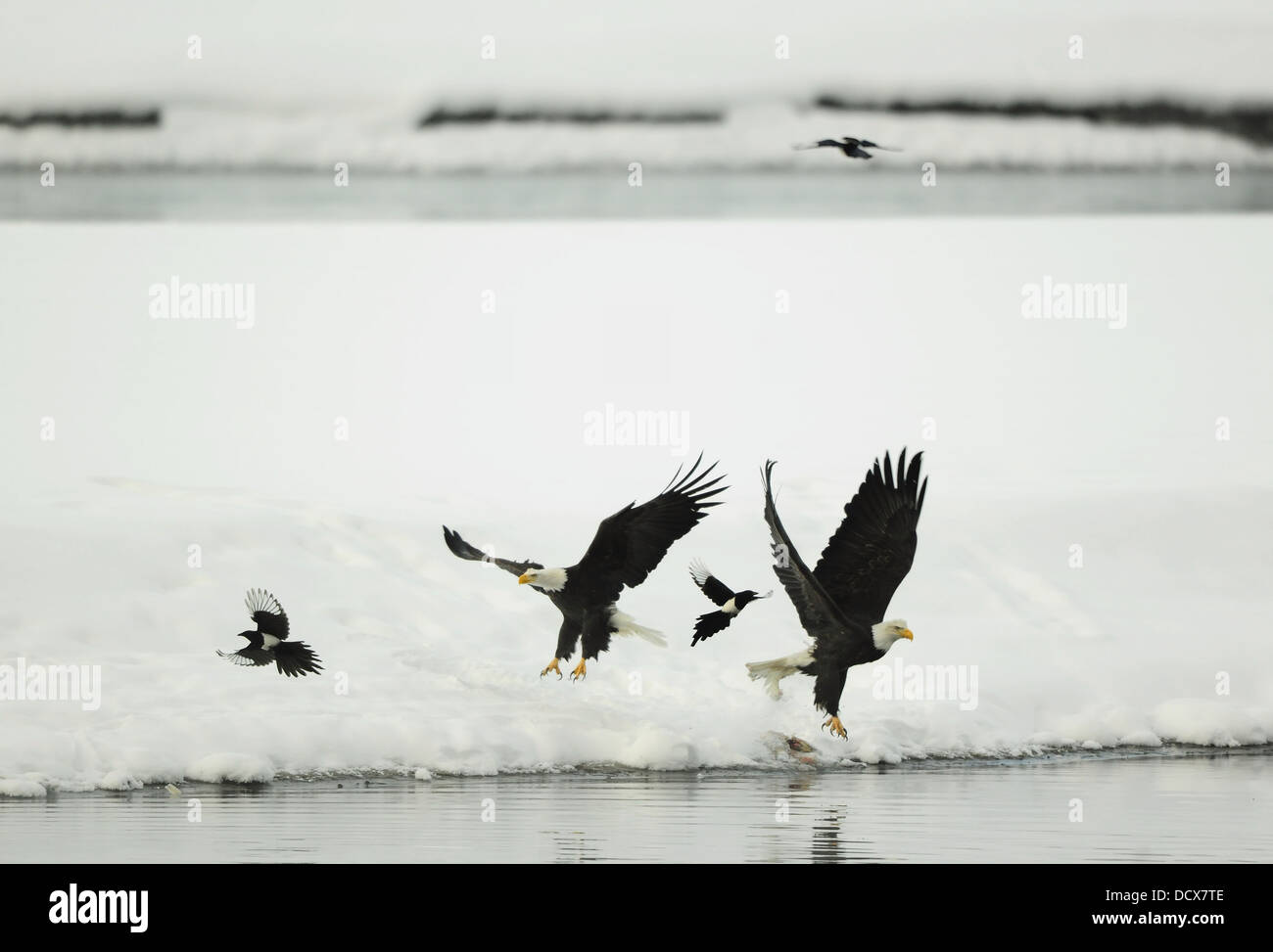 Two flying up Bald Eagles and two magpies Stock Photo - Alamy