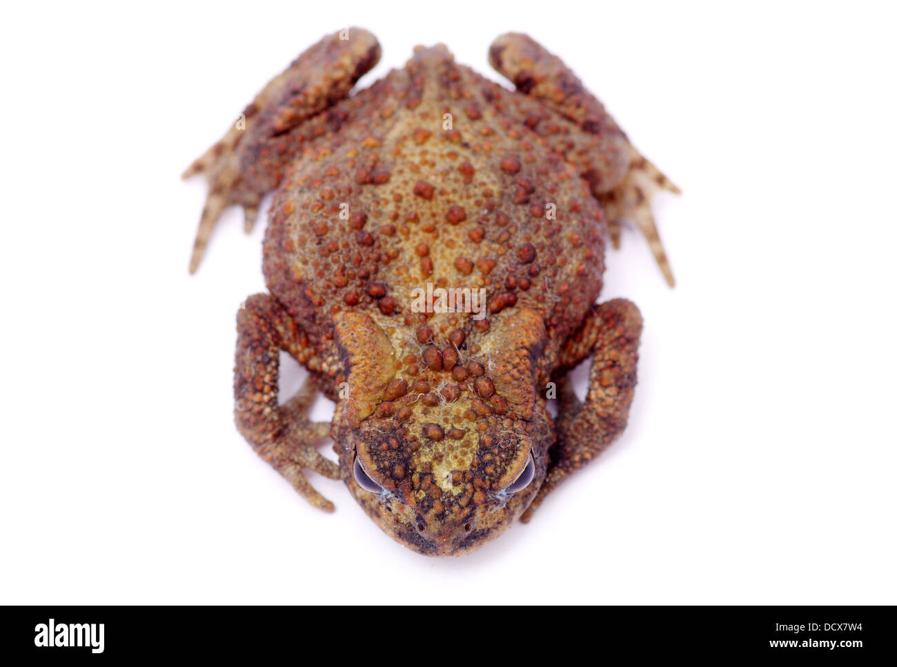Fat frog Cut Out Stock Images & Pictures - Alamy