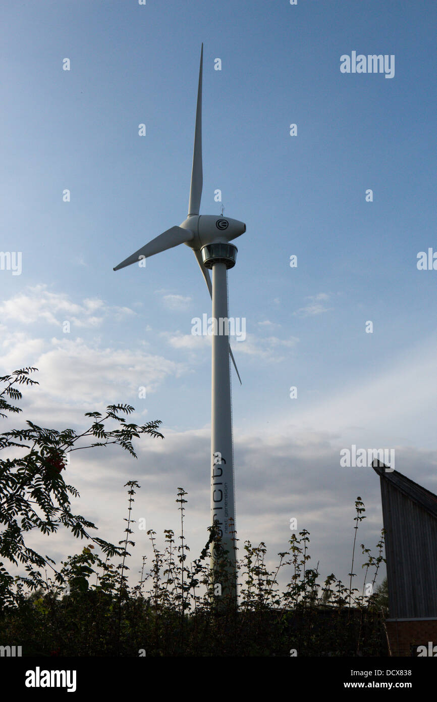 Norfolk giant hi-res stock photography and images - Alamy