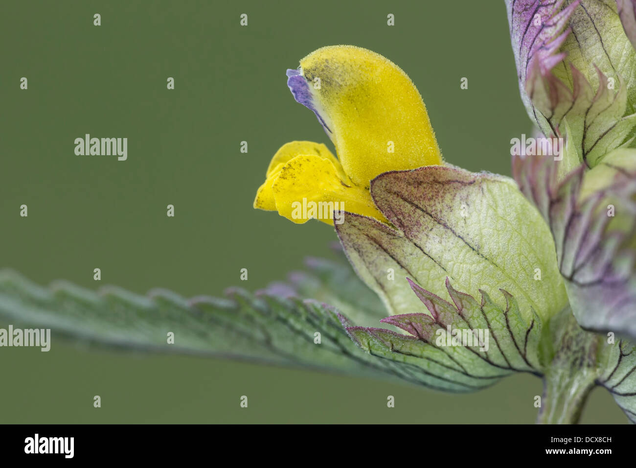 Yellow Rattle - flower close up Stock Photo - Alamy