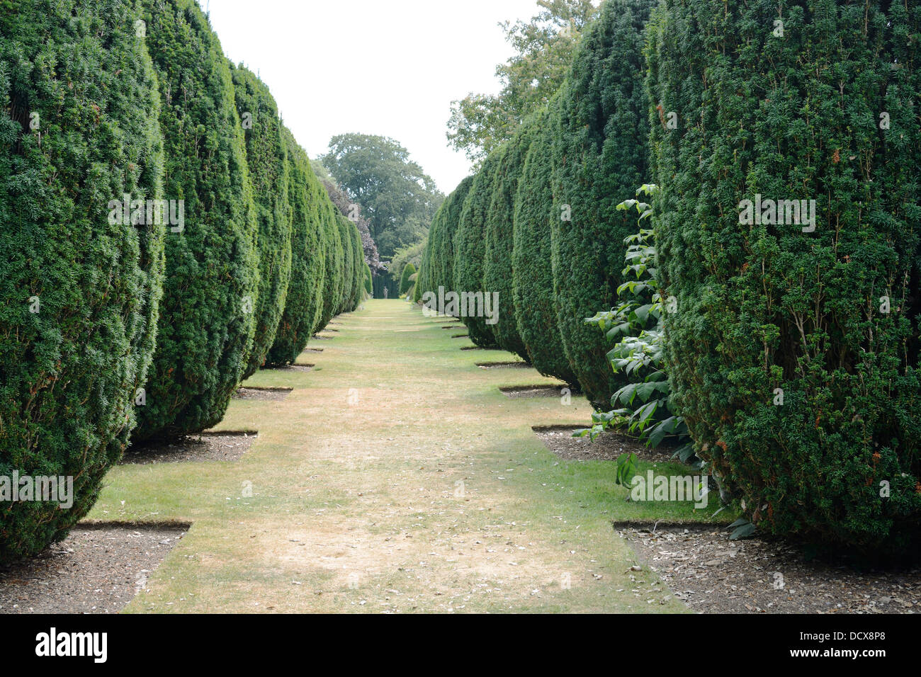 Yew tree grass hi-res stock photography and images - Alamy