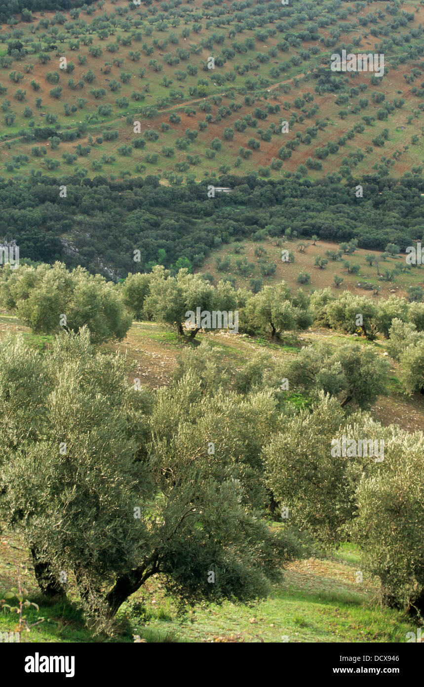 Olives farm land , Jaén, Spain Stock Photo - Alamy
