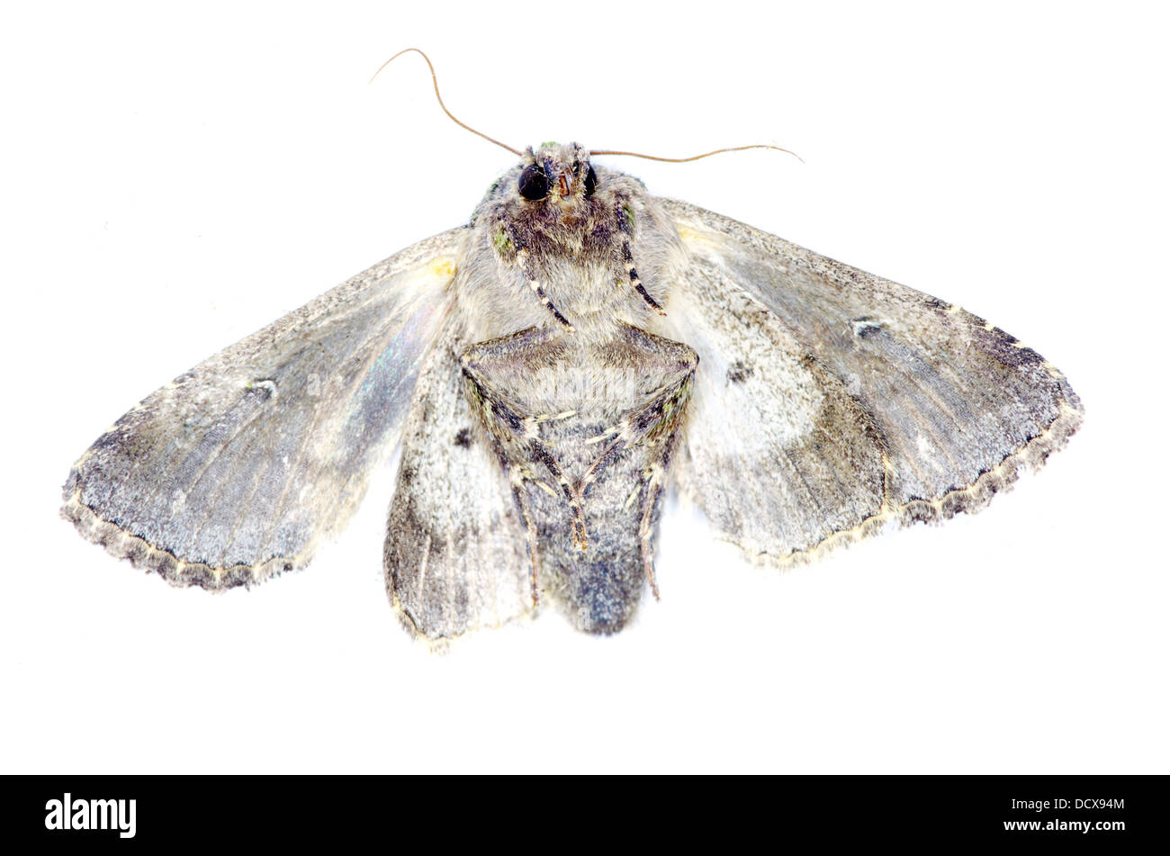 Moth display Cut Out Stock Images & Pictures - Alamy