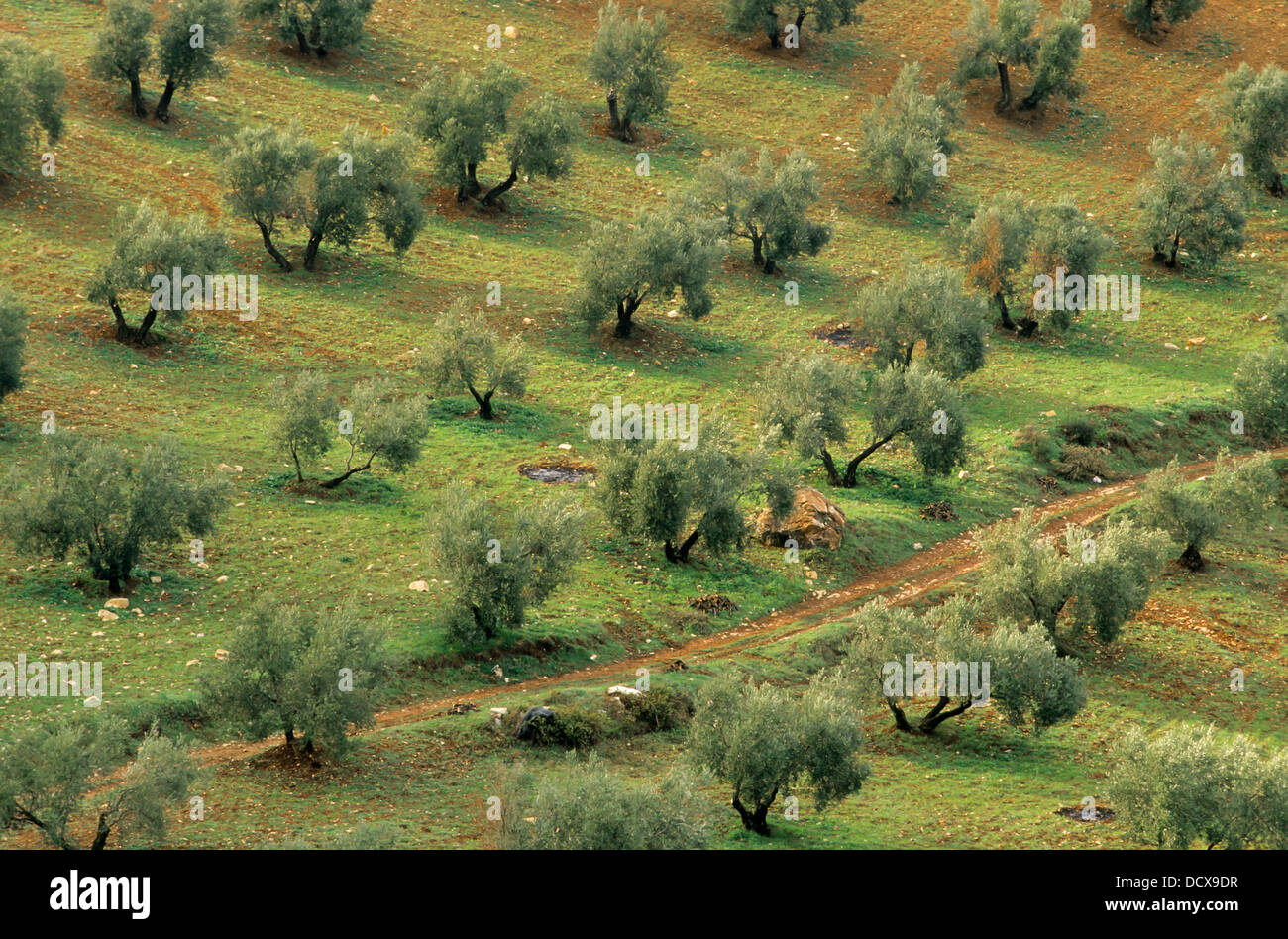 Olives farm land , Jaén, Spain Stock Photo - Alamy