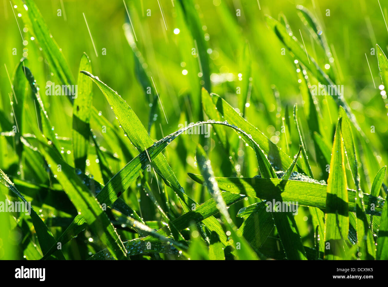 drop on grass Stock Photo - Alamy