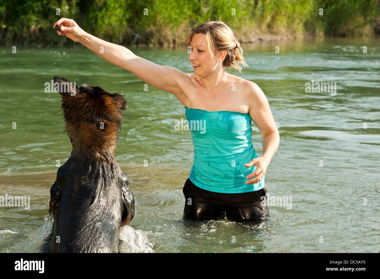 funny dog is jumping in the water Stock Photo - Alamy