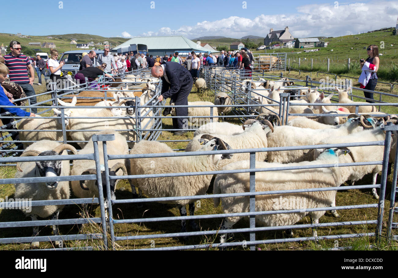 Sheep in school hi-res stock photography and images - Alamy
