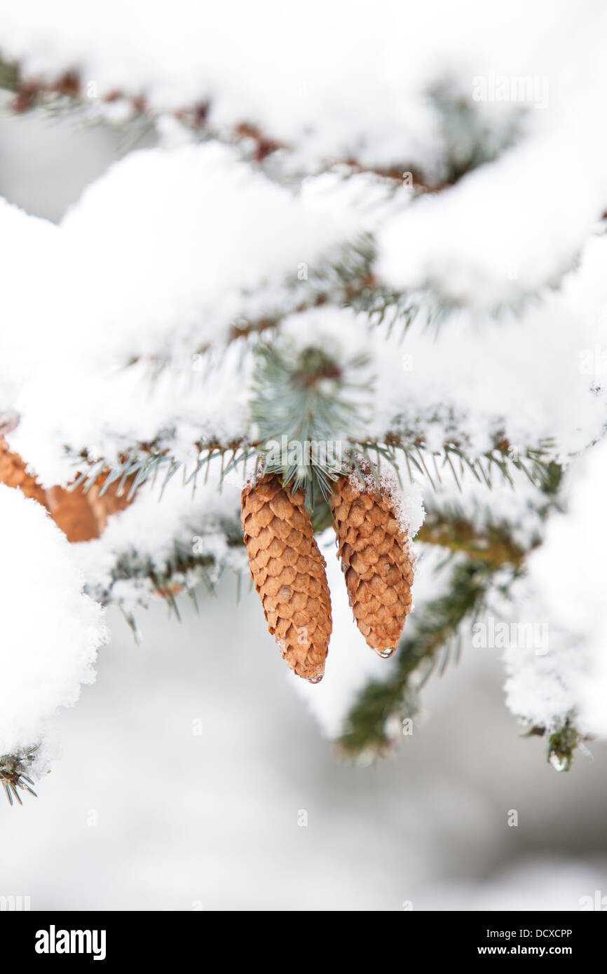 Conifer in winter, England, UK Stock Photo - Alamy