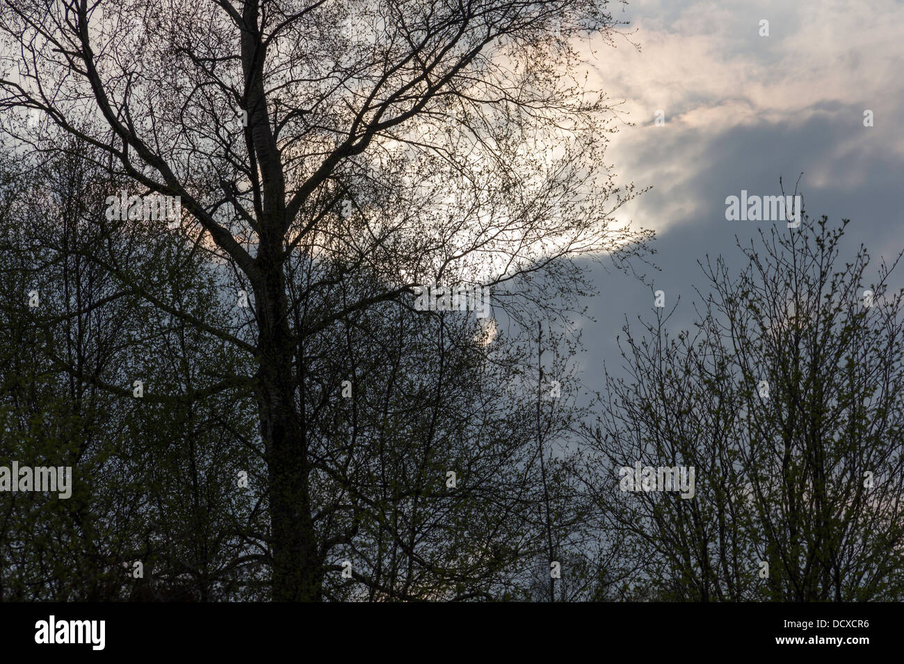 Branches of a tree along with clouds in the sky. A green rural area ...