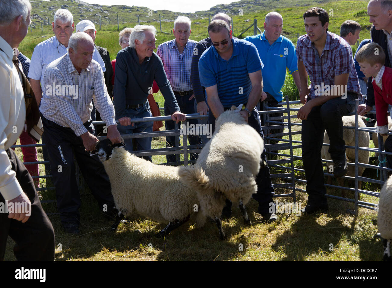Judging Sheep at Carloway Primary School 2013 Agricultural Show Isle of ...