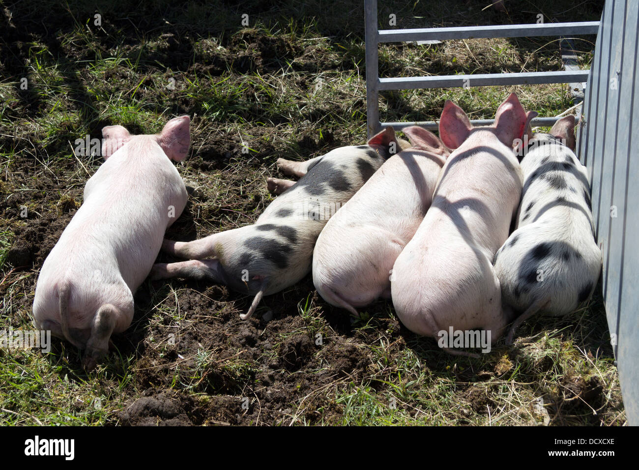 Piglets at Carloway Primary School 2013 Agricultural Show Isle of Lewis ...