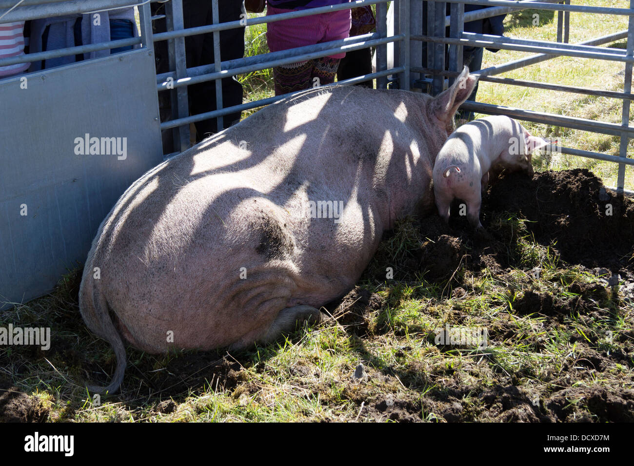 Pig and Piglet at Carloway Primary School 2013 Agricultural Show Isle ...