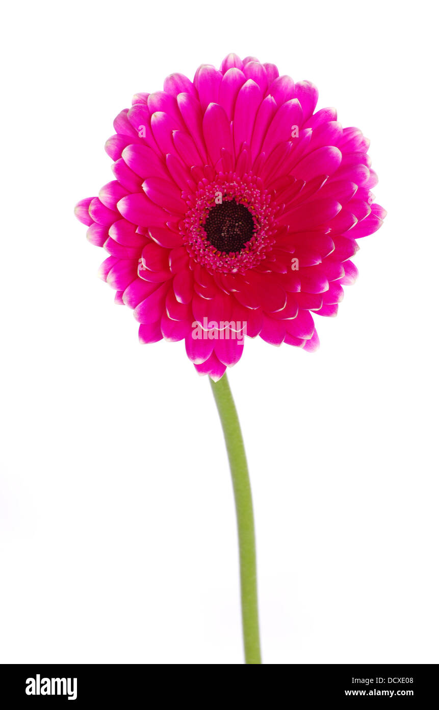Closeup blooming gerbera Cut Out Stock Images & Pictures - Alamy