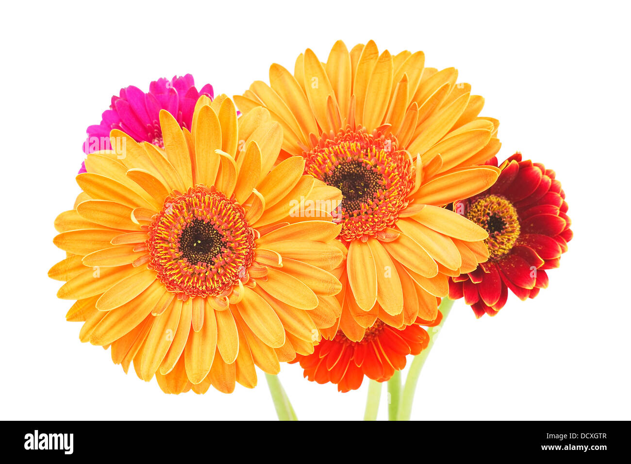 Close up bunch daisies Cut Out Stock Images & Pictures - Alamy