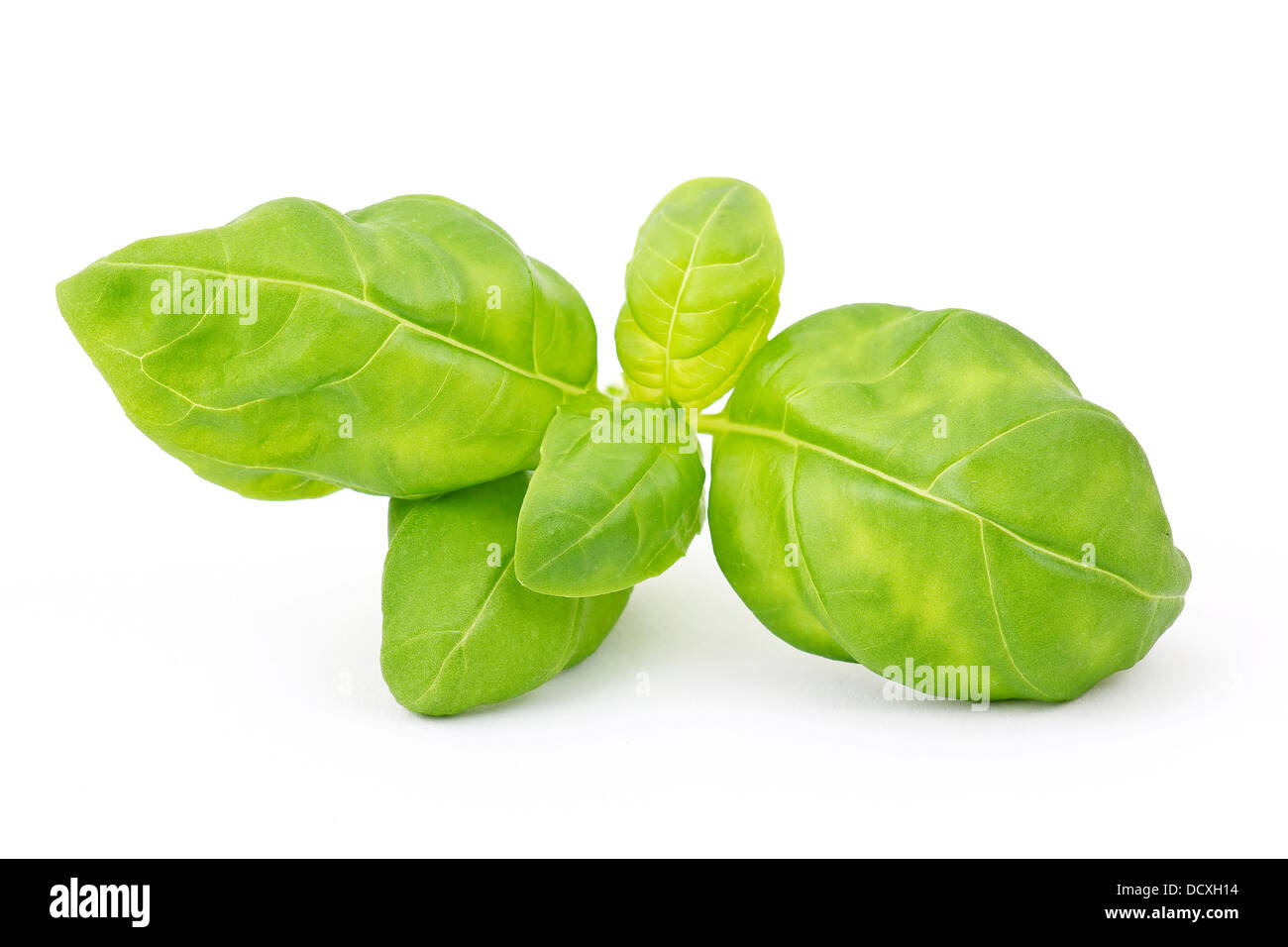 sprig of fresh basil Stock Photo - Alamy