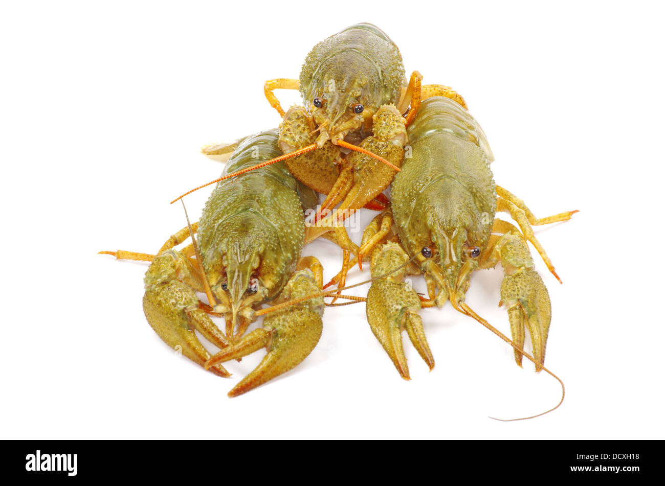 Crawfish crayfish crab lobster hi-res stock photography and images - Alamy